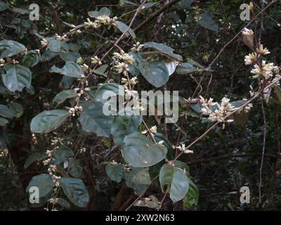 (Elaeagnus conferta) Plantae Stock Photo - Alamy
