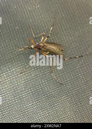 Gallinipper (Psorophora ciliata) Insecta Stock Photo - Alamy