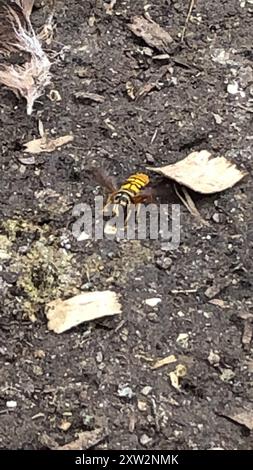 Virginia Giant Hover Fly (Milesia virginiensis) Insecta Stock Photo - Alamy