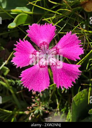Alpine Pink (Dianthus alpinus) Plantae Stock Photo - Alamy