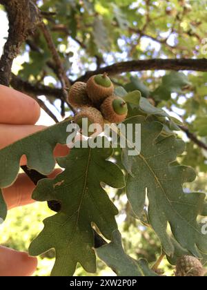 Downy oak (Quercus pubescens pubescens) Plantae Stock Photo - Alamy