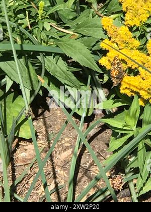 Field Crescent (Phyciodes pulchella) Insecta Stock Photo - Alamy