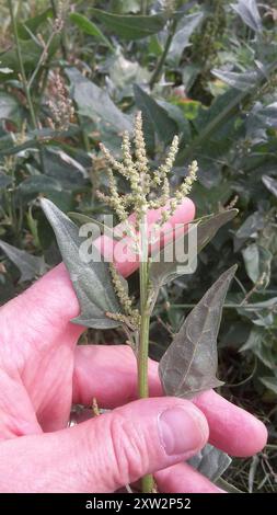 Russian atriplex (Atriplex micrantha) Plantae Stock Photo - Alamy