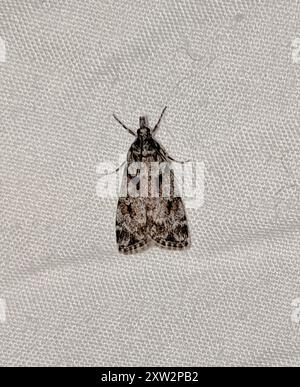Double-striped Scoparia Moth (Scoparia biplagialis) Insecta Stock Photo ...
