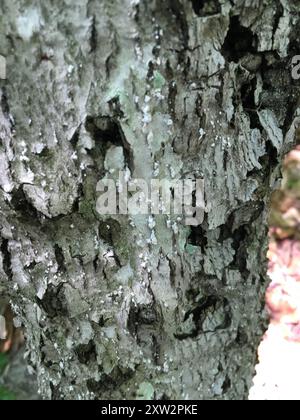 Beech Scale (Cryptococcus fagisuga) Insecta Stock Photo - Alamy