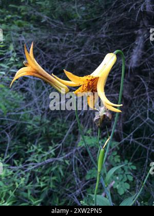 Canada lily (Lilium canadense) Plantae Stock Photo - Alamy