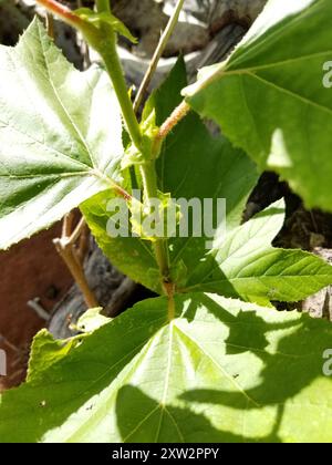 Arizona sycamore (Platanus wrightii) Plantae Stock Photo - Alamy