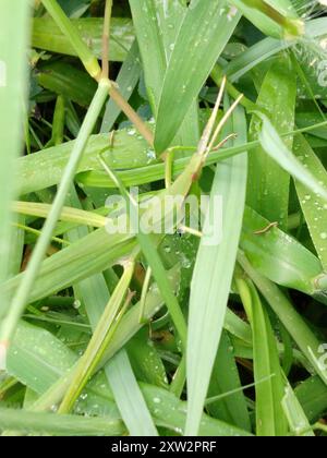 Oriental Longheaded Locust (Acrida cinerea) Insecta Stock Photo - Alamy