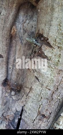 Pine tree Spur-throat Grasshopper (Melanoplus punctulatus) Insecta ...