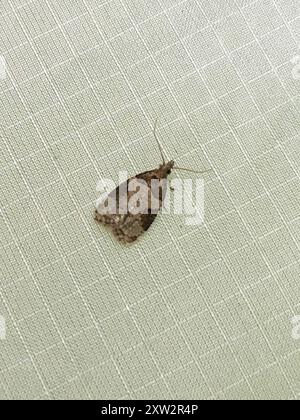 Tortricine Leafroller Moths (Tortricinae) Insecta Stock Photo - Alamy