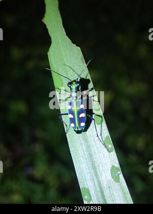 (Cosmodela batesi) Insecta Stock Photo - Alamy