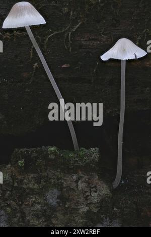 (Mycena subcaerulea) Fungi Stock Photo - Alamy