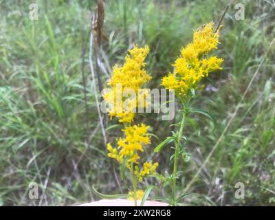 Small's Goldenrod (Solidago pinetorum) Plantae Stock Photo - Alamy