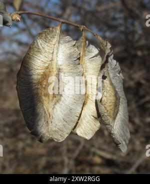 Purplepod clusterleaf (Terminalia prunioides) Plantae Stock Photo - Alamy