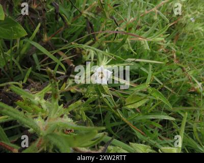 Indian borage (Trichodesma indicum) Plantae Stock Photo - Alamy