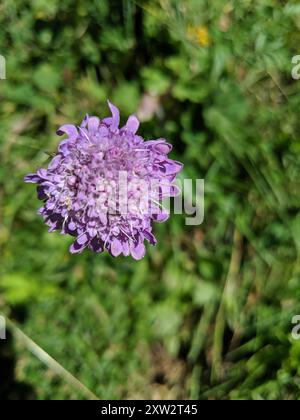 Shining Scabious (Scabiosa lucida) Plantae Stock Photo - Alamy