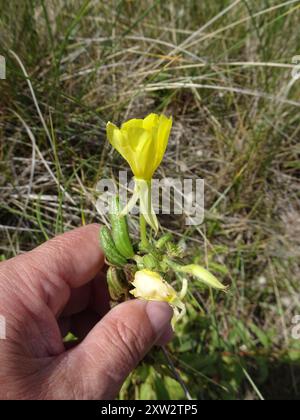 Welsh evening-primrose (Oenothera cambrica) Plantae Stock Photo - Alamy