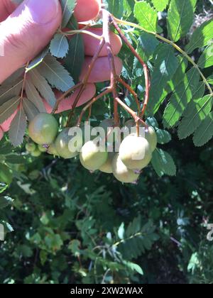 Service-tree (Cormus domestica) Plantae Stock Photo - Alamy