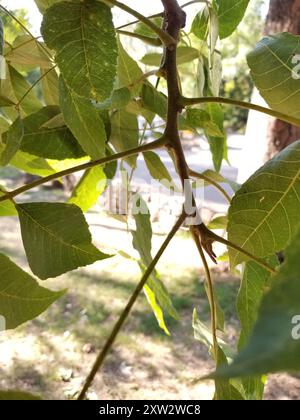 Arizona black walnut (Juglans major) Plantae Stock Photo - Alamy