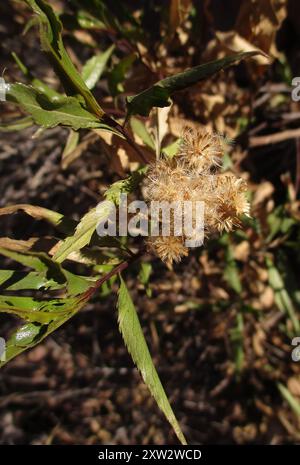 Sticky Psiadia (Psiadia punctulata) Plantae Stock Photo - Alamy