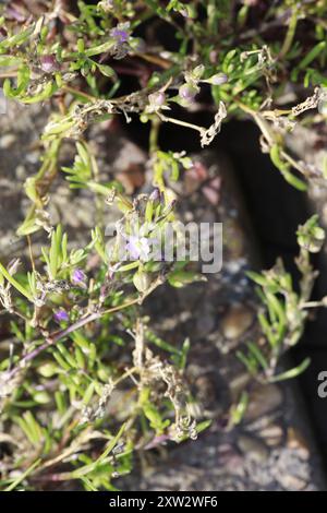 Saltmarsh Sand Spurry (Spergularia marina) Plantae Stock Photo - Alamy
