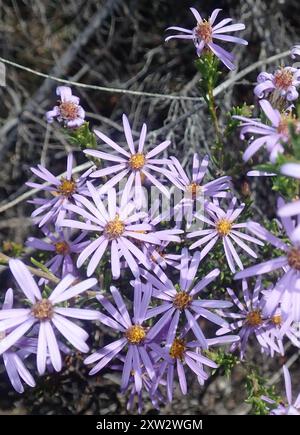 Common Fine Felicia (Felicia filifolia filifolia) Plantae Stock Photo ...
