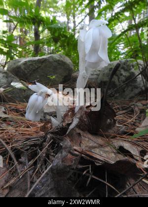 Ghost Pipe (Monotropa uniflora) Plantae Stock Photo - Alamy