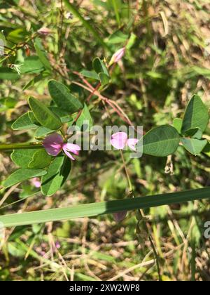 Milkpeas (Galactia) Plantae Stock Photo - Alamy