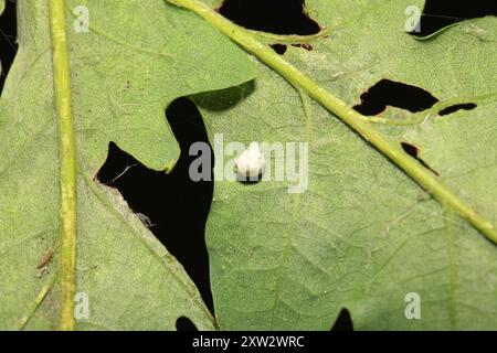 Sputnik Spider (Paidiscura pallens) Arachnida Stock Photo - Alamy