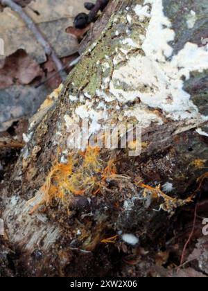 spreading yellow tooth (Hydnophlebia chrysorhiza) Fungi Stock Photo - Alamy