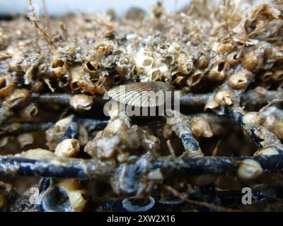 Hooked Mussel (Ischadium recurvum) Mollusca Stock Photo - Alamy