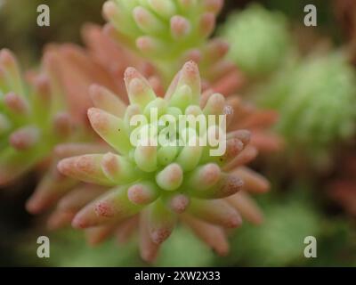 Turkish stonecrop (Sedum pallidum) Plantae Stock Photo - Alamy