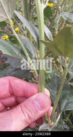 Russian atriplex (Atriplex micrantha) Plantae Stock Photo - Alamy