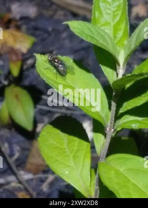 Australian Sheep Blow Fly (Lucilia cuprina) Insecta Stock Photo - Alamy