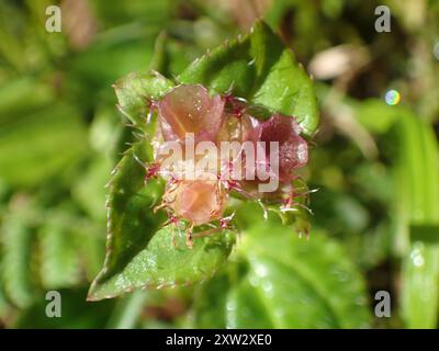 (Sarcopyramis napalensis delicata) Plantae Stock Photo - Alamy