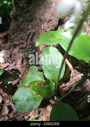 shinleaf (Pyrola elliptica) Plantae Stock Photo - Alamy
