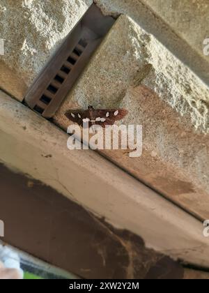 Grape Leaffolder and Leafroller Moths (Desmia funeralis) Insecta Stock ...