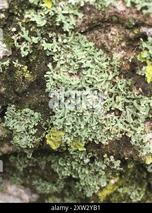 Fringed Rosette Lichen (Physcia tenella) Fungi Stock Photo - Alamy