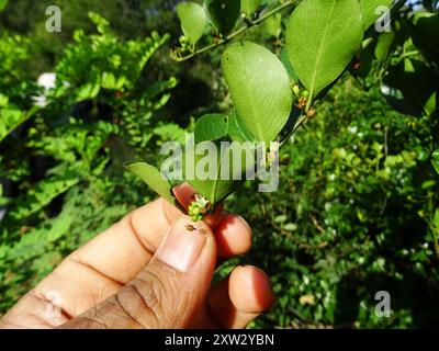 cat-thorn (Scutia myrtina) Plantae Stock Photo - Alamy