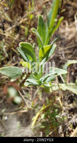 alkali heliotrope (Heliotropium curassavicum), Plantae, Mulegé, MX-BS ...