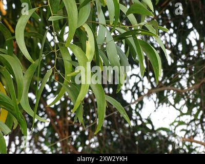 Earpod Wattle (Acacia auriculiformis) Plantae Stock Photo - Alamy