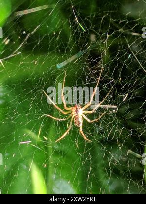 Sheetweb Spiders (Linyphia) Arachnida Stock Photo - Alamy