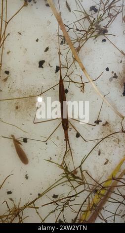 Eurasian Water Stick Insect (Ranatra linearis) Insecta Stock Photo - Alamy