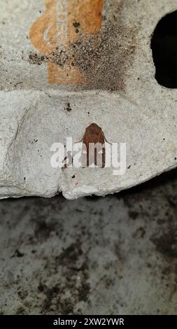 Ear Moths (Amphipoea) Insecta Stock Photo - Alamy