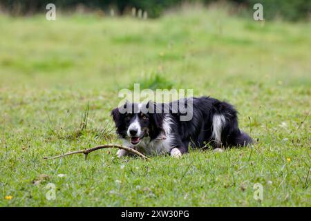 little yellow flowers on a grassy field Stock Photo - Alamy
