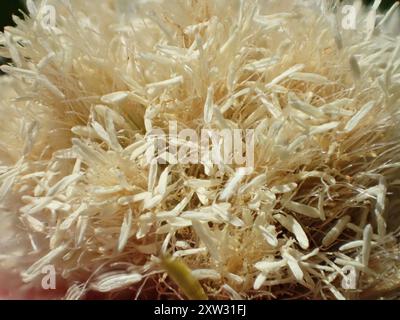 fringed cottongrass (Calliscirpus criniger) Plantae Stock Photo - Alamy