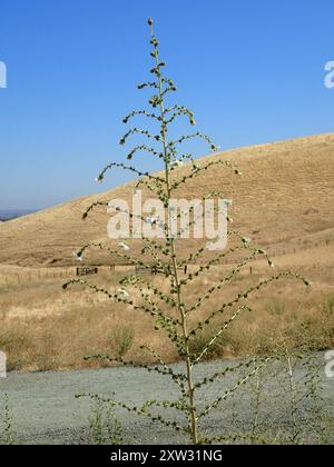 big tarplant (Blepharizonia plumosa) Plantae Stock Photo - Alamy
