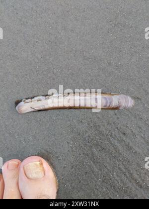 Atlantic Jackknife (Ensis leei) Mollusca Stock Photo - Alamy
