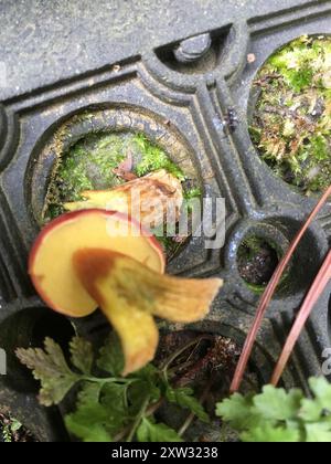 Ruby Bolete (Hortiboletus rubellus) Fungi Stock Photo - Alamy