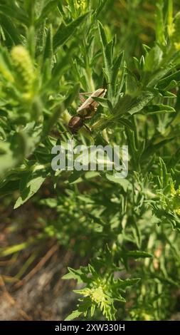Willow Borer (Xylotrechus insignis) Insecta Stock Photo - Alamy